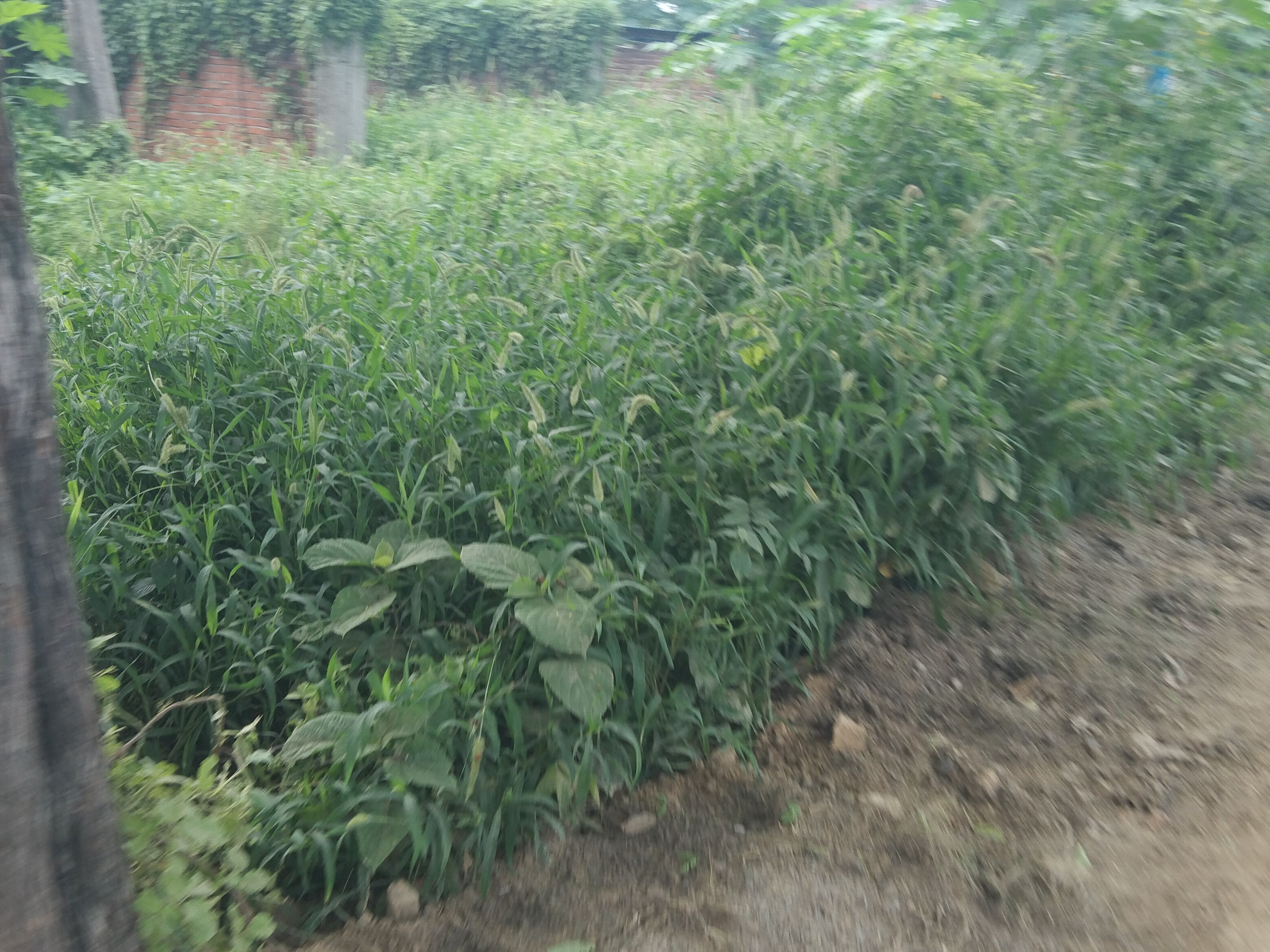 Ambedkar Nagar Road Safety | Overgrown Bushes Blocking Jahangirganj Road