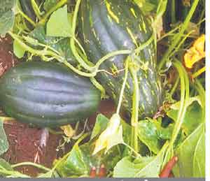 Big kashiphal for Mumbai Sambar | मुंबईच्या सांबरसाठी उस्मानाबादचा ...