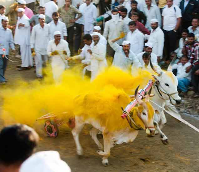 bullock cart racing will start in maharashtra