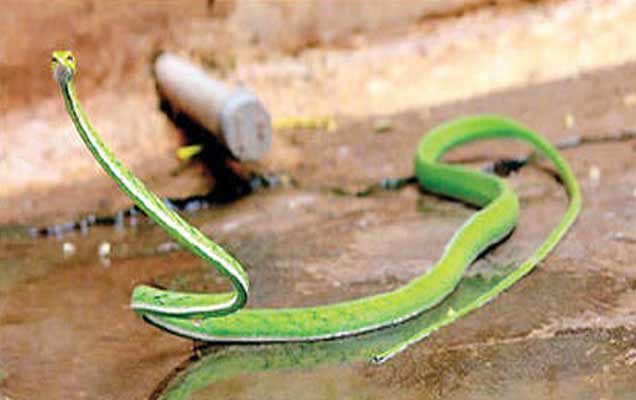 harantol snake found in amravati | दाभा येथे आढळला ‘हरणटोळ’ साप, जंगलात ...