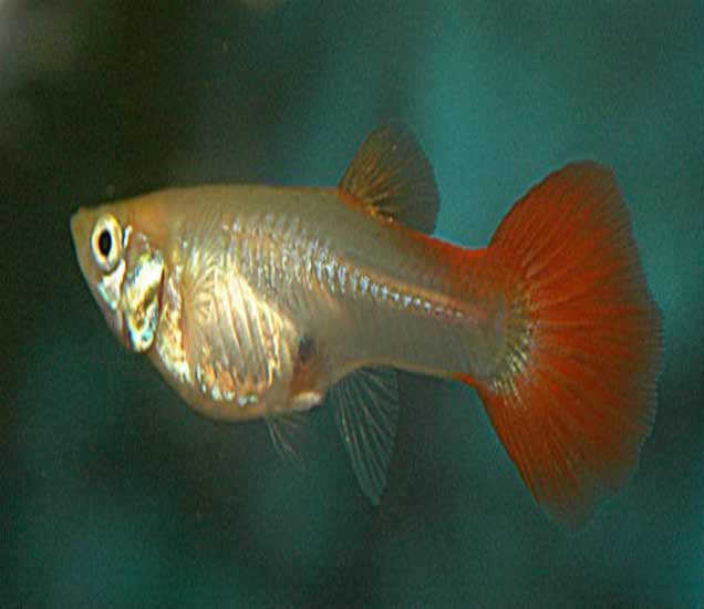 campaign to release Guppy fish in Devlai, satara | सातारा, देवळाईत ...