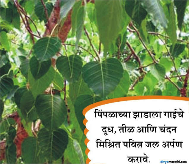 Pipal Pooja, How To Worship To Pipal, Pipal che Upay, Jyotish che Upay ...