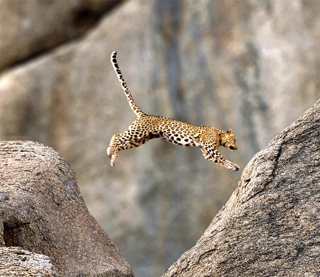 The rare photograph of the leopard jumping on the valley | दरीवरून उडी ...