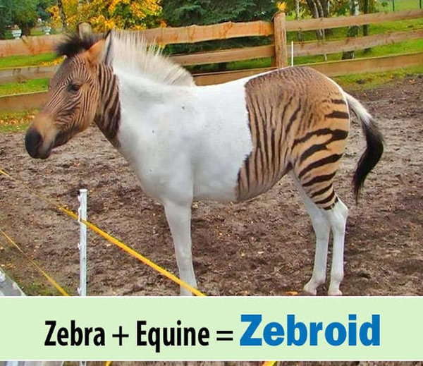 You Will Shocked To See These Cross Breed Animals