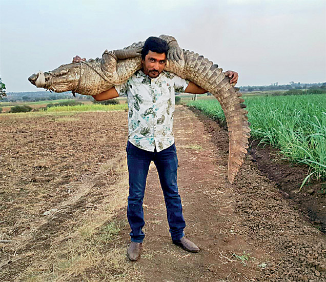 150 kg crocodile on manjara river bank | 150 किलोच्या मगरीची मांजरा ...