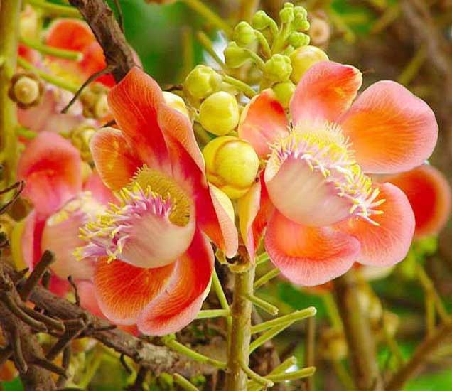 Measures Of Naagkesar Flower | हे फुल तुम्हाला बनवू शकते धनवान, करा या ...