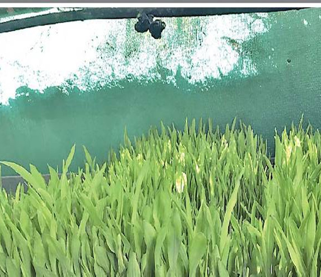 Grown Green fodder in house without soil | मातीविना शेतीतून ट्रेमध्ये ...
