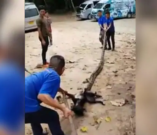 Boys Dares Huge Python Strangling A Stray Dog, Successfully Save It ...