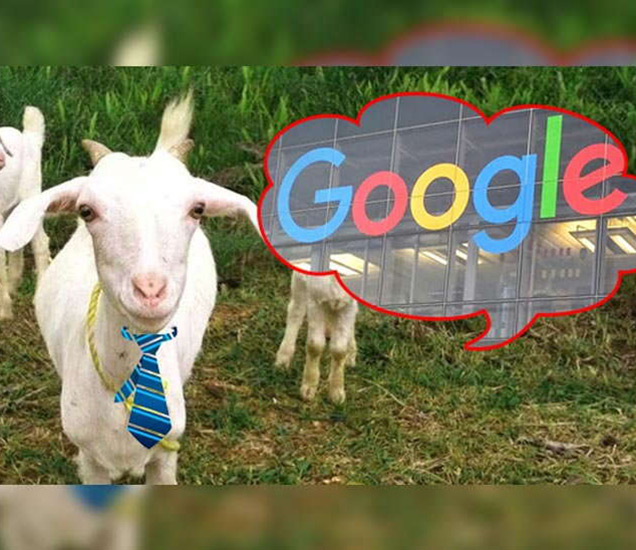 200 Goats Work In Google Offices, Company Even Pays For Them | Google ...