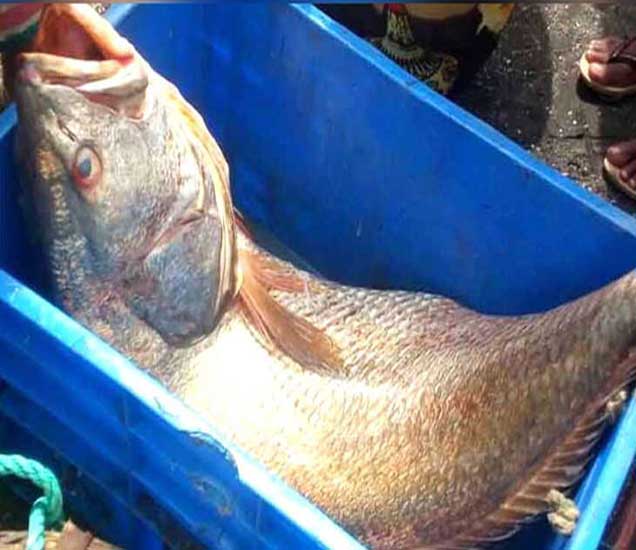 Mumbai Fisherman Brothers Net A Ghol Fish Makes Them Lakhpati | 30KG चा ...