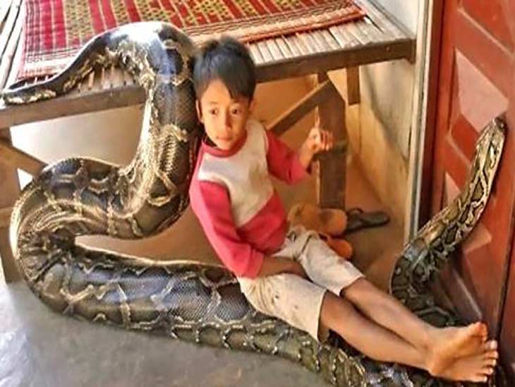 khabartube cambodian boy sleeps with a python | ज्या अजगराला पाहून लोक ...