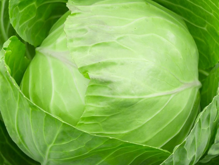 pattakobi eating tips in marathi | पत्ताकोबी खाण्यापूर्वी जाणून घ्या ही ...