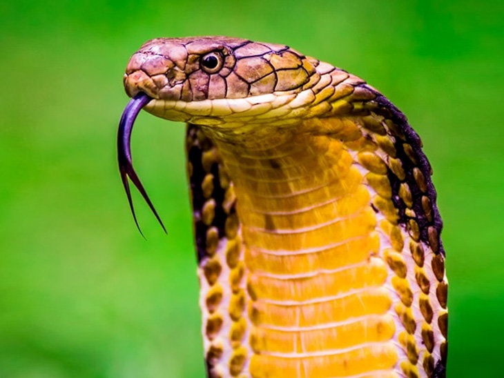 how the origins of snake fascinating facts of Mahabharata | 2 ...