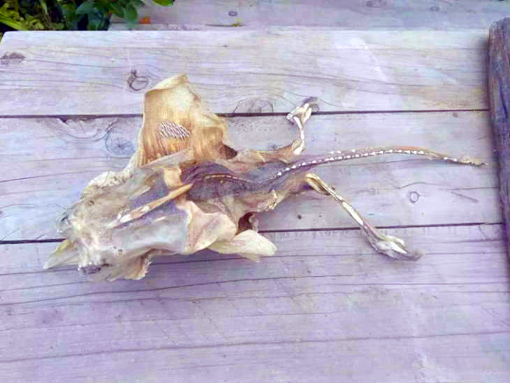 Rotting skeleton of terrifying mystery sea creature on New Zealand ...