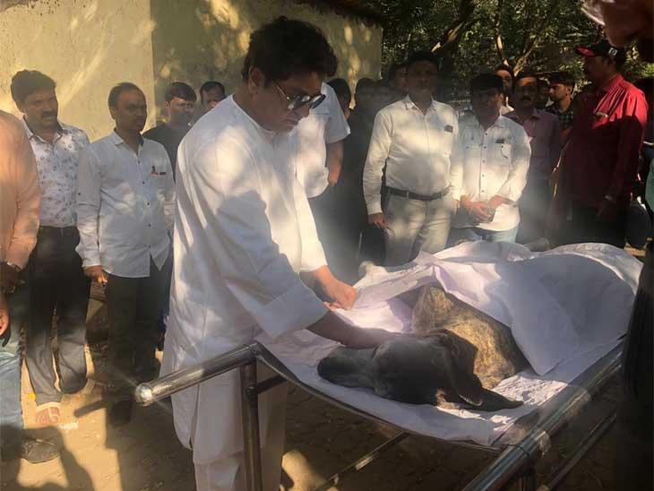 Raj Thackerays beloved dog Bond passed away on Wednesday in Mumbai ...