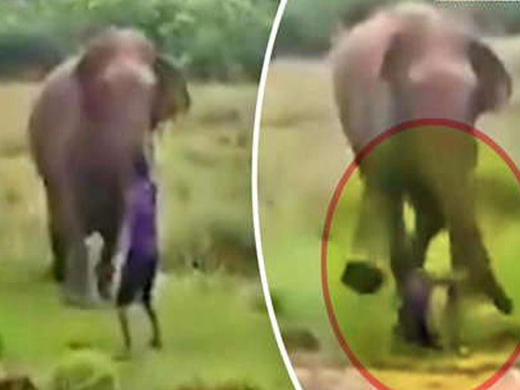 video of elephant killing a man viral on Social Media | शेतात ...