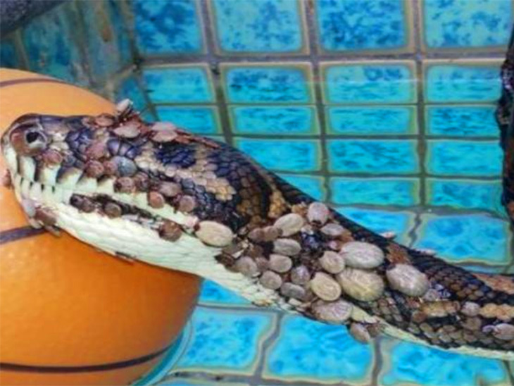 500 ticks attacked on Python in australia