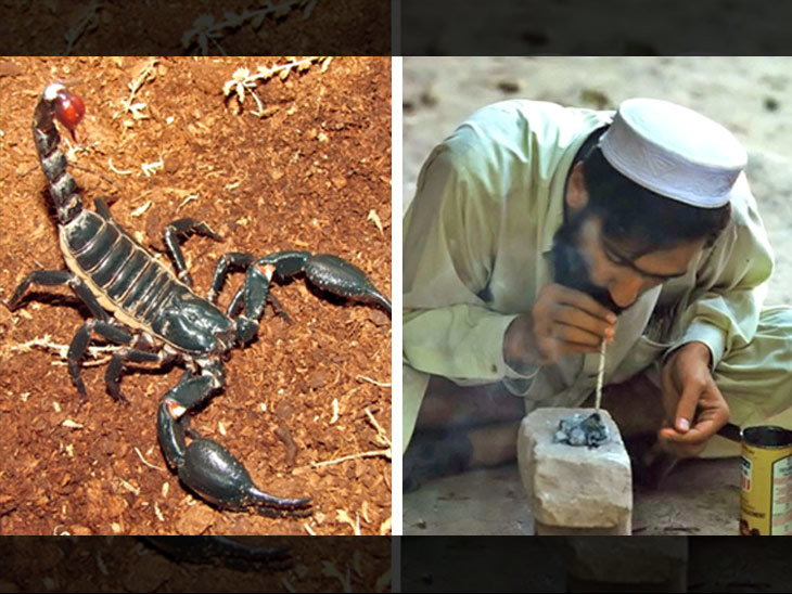 peoples in pakistan smoking dead scorpions as addiction