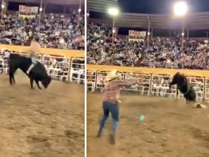 कॅमऱ्यात टिपला मृत्यू: थेट प्रक्षेपणात वळूने खेळाडूला सर्वांसमोर असे ...