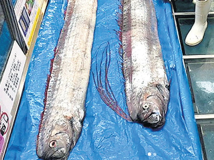 Rare oarfish seen in japan | जपानमध्ये ऑर्फिशचे दर्शन, आधी फुकुशिमा ...