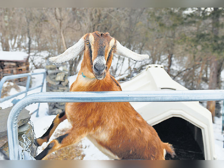 Lincoln name Goat elected Mayor of a small town in Vermont | अमेरिकेत ...