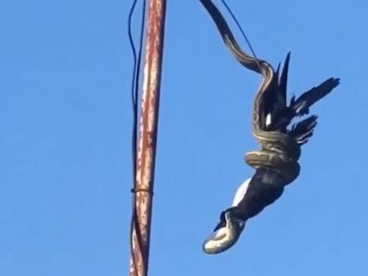 python strangles and eats Currawong bird while hanging off TV aerial in ...