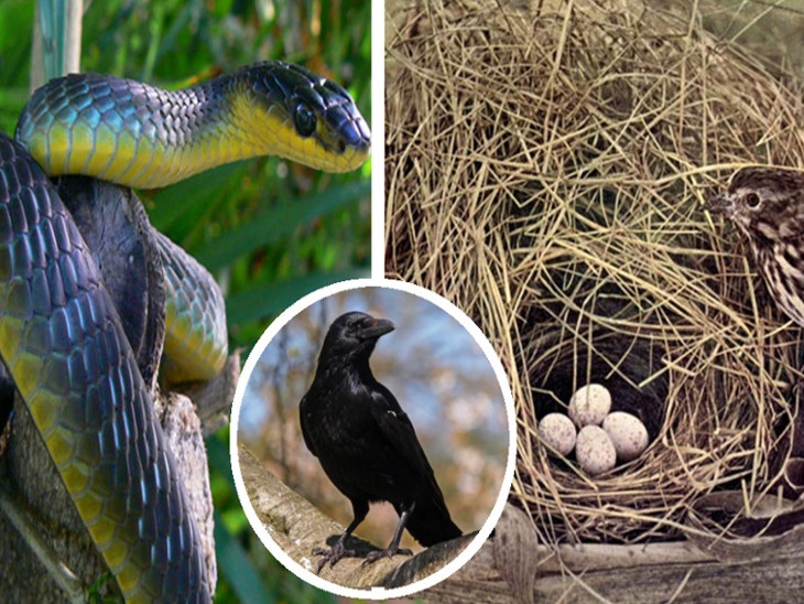 motivational story about snake and crow in Marathi | शत्रू कितीही मोठा ...