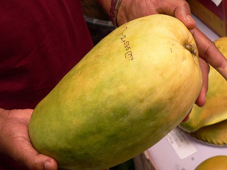 one noor jahan mango can be sold around 500 rupees