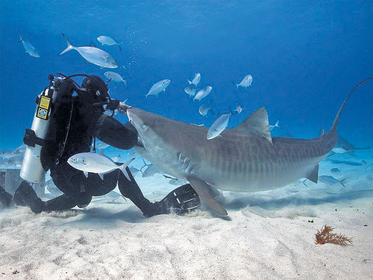 Scientist goen in front of sharks for sharkproof suit testing ...