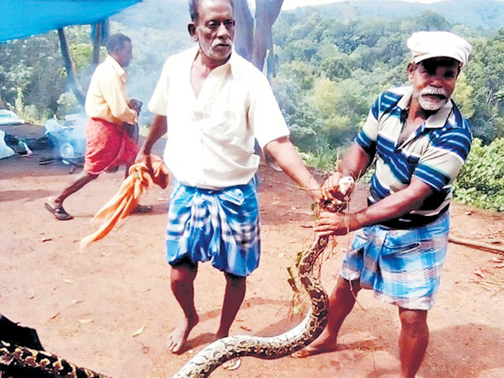 A ten foot python attack on person | दहा फूट अजगराचा एका व्यक्तीला ...