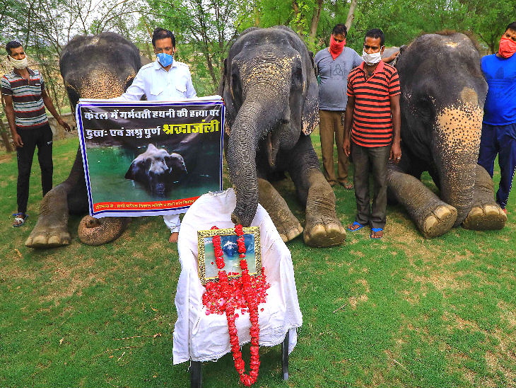 Kerala Elephant Killing: One accused arrested in Kerala Female Elephant ...