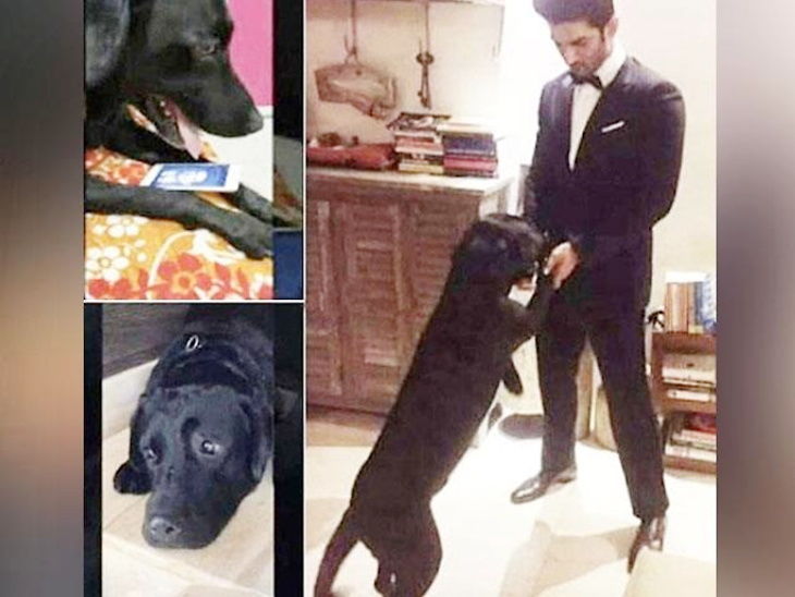 After the death of Sushant Singh Rajput, his pet dog Fudge also cried ...