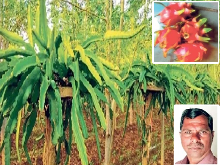 Dragon fruit of Thailand flourishes in Marathwada soil, experiment of a ...