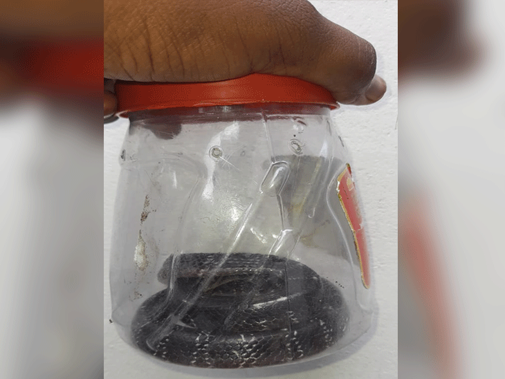 Toxic Manyar snake found in to the drawer | नागपूर: आलमारीच्या ...