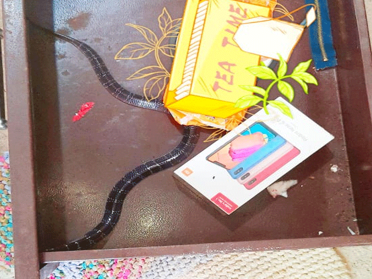 Toxic Manyar snake found in to the drawer | नागपूर: आलमारीच्या ...