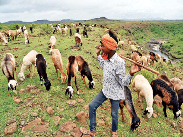 How to give proof of 50 years, Dhangar problems on 73 independence day ...