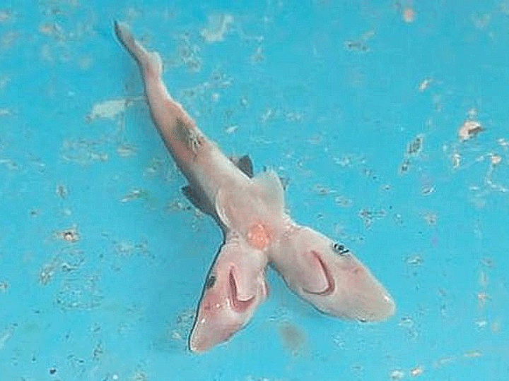 First Time In The Country, Two face Shark Fish Found In Palghar ...