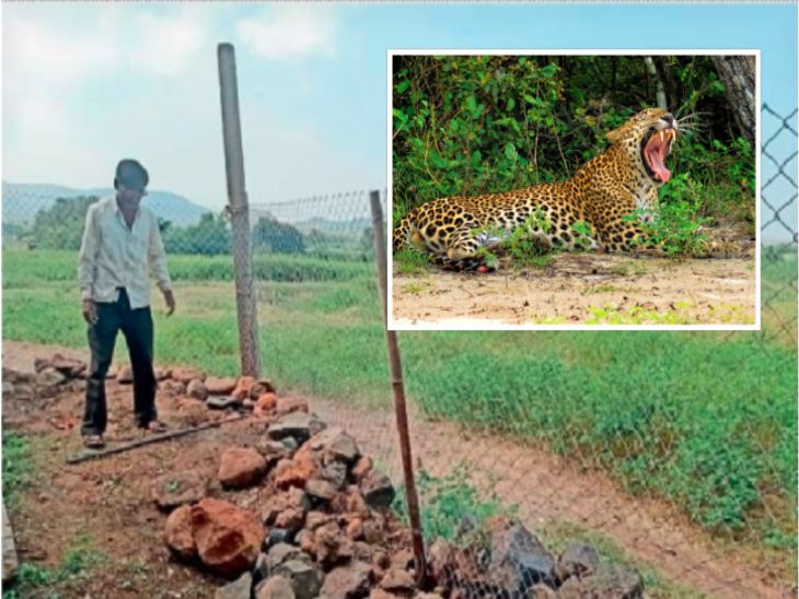 leopard kills 3 children in pathardi ahmendanagar | नरभक्षक बिबट्याची ...