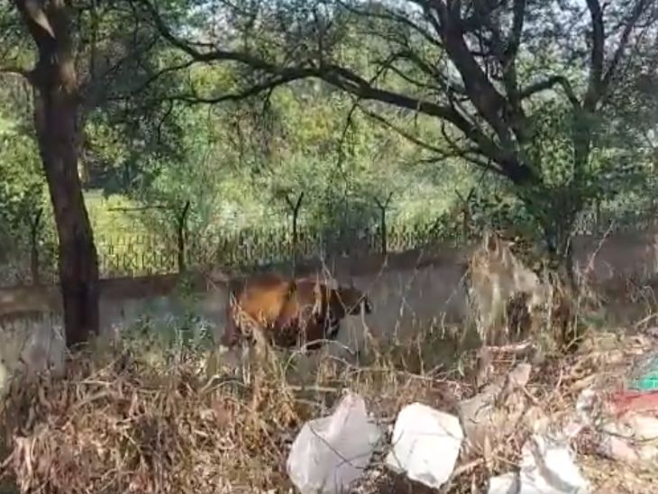 wild Animal Gava arrives again in Bawadhan area in Pune, Forest ...