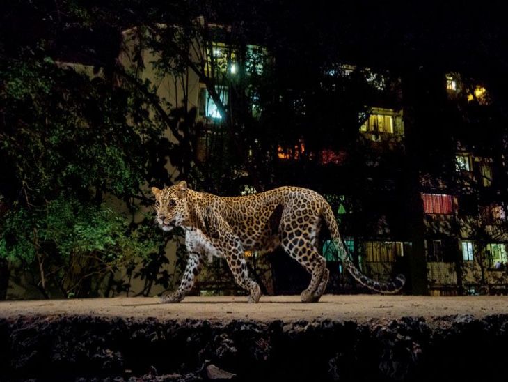 Rasik Article : Sachin Wagh on leopards and wild animal gaur | रसिक ...
