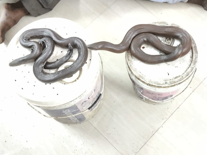 Two mandul snakes worth Rs 15 lakh seized from two places in the ...