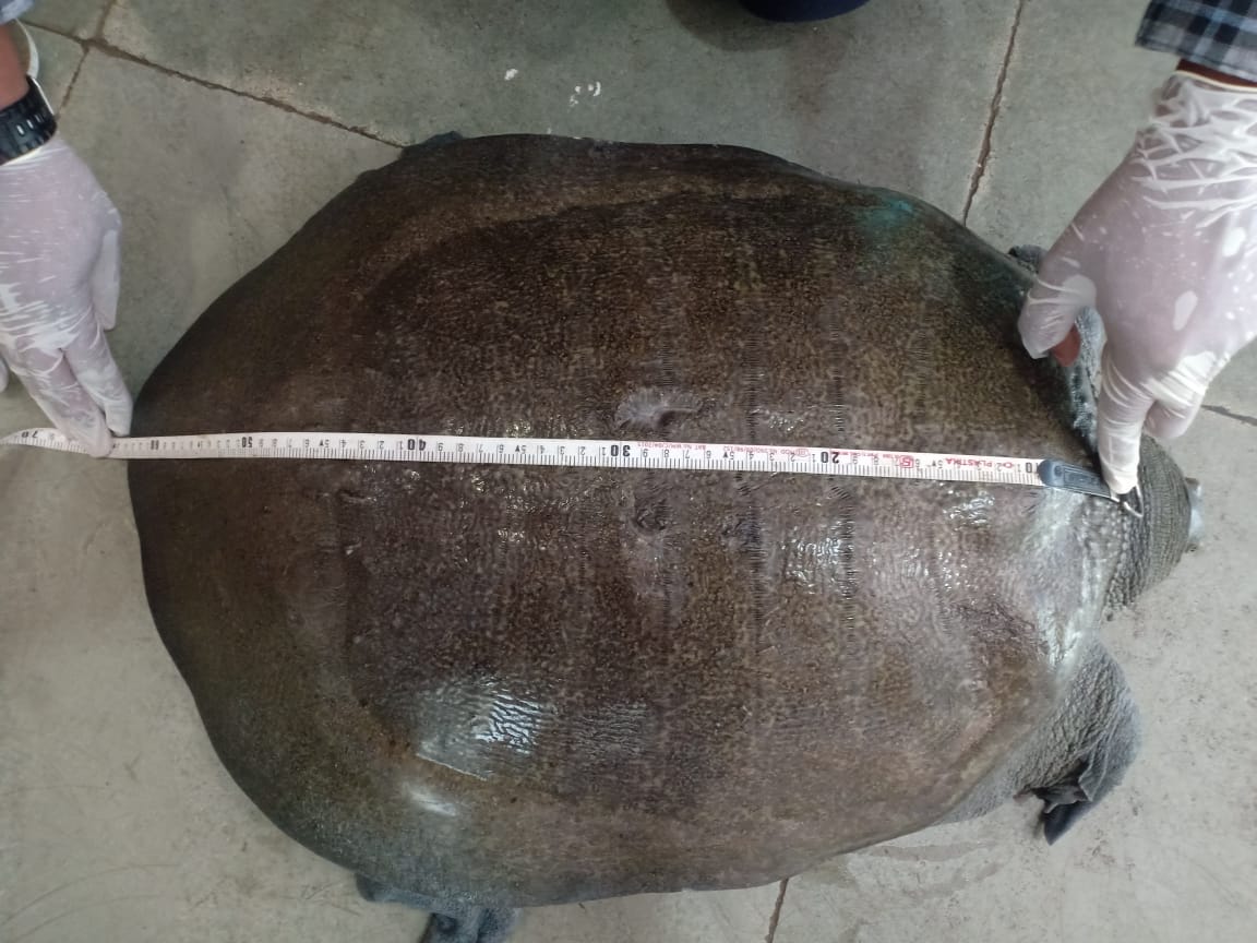 Rare turtle found on road in Nagpur | नागपूर: चक्क रस्त्यावर फिरत होते ...