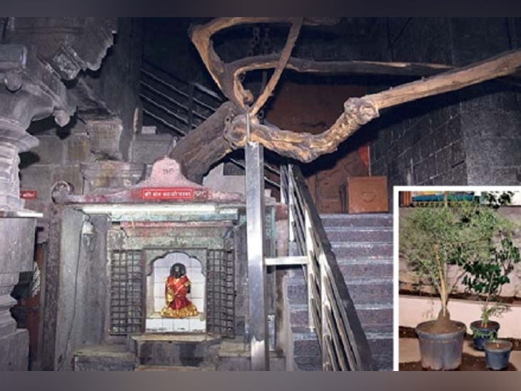 After 90 years, a new Kanhapatra tree will be planted in the temple of ...