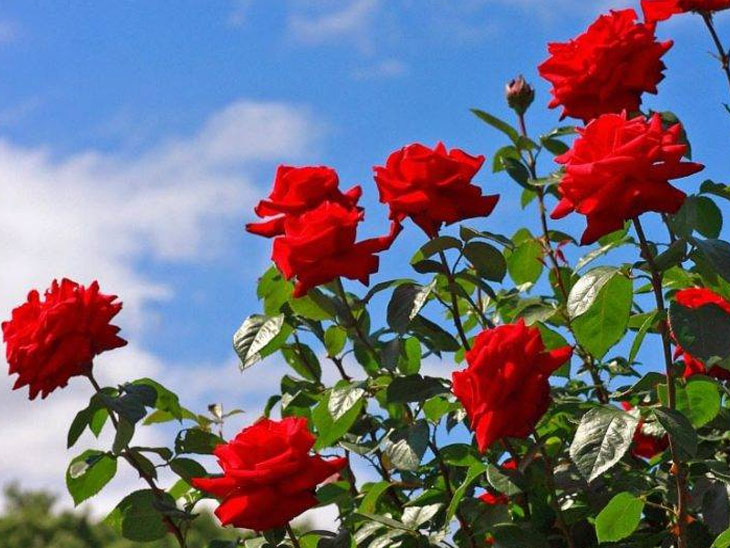 pune | Marathi news | Roze Forming | A bunch of roses costs around Rs ...