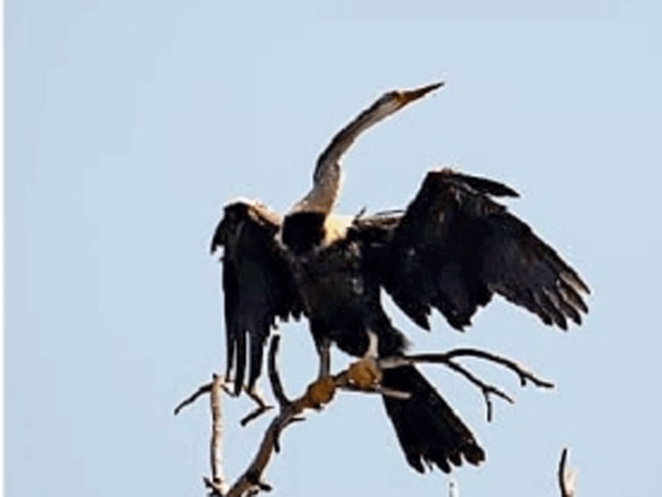 Rare archer bird first seen in Bodwad taluka, Chatak team observes ...