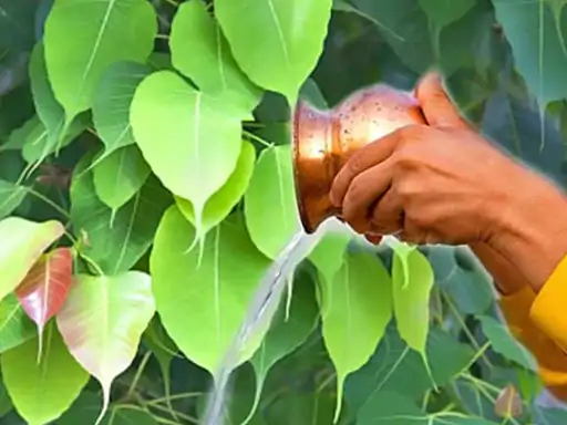 Worshiping pimpal tree On Vaishakh Purnima, The Festival Of Lord Vishnu ...
