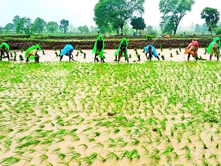 Cultivation of crops is beneficial according to global conditions ...