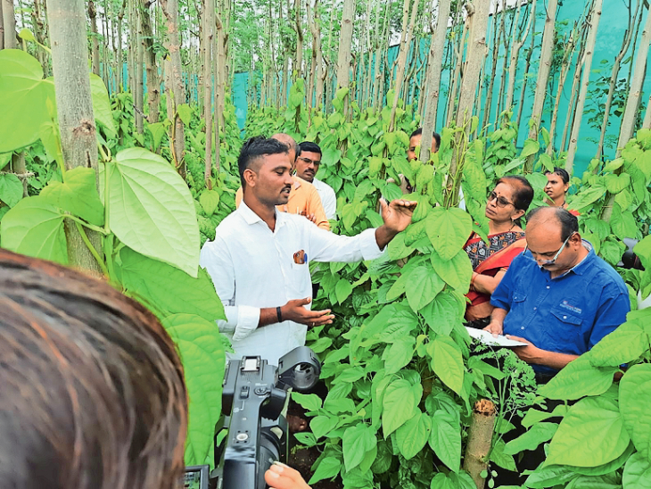 A farmer made five thousand seedlings from a single cutting of nagveli ...