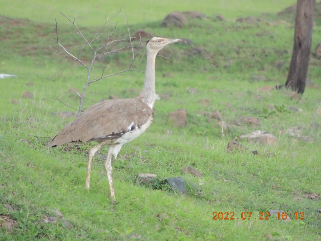 Solapur | Nannaj Forest Solapur | Maldhok bird returned to Nannaj ...