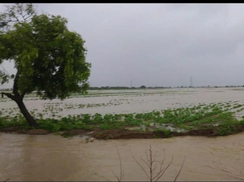 Damage to crops; Agriculture work has come to a break, heavy rains in ...